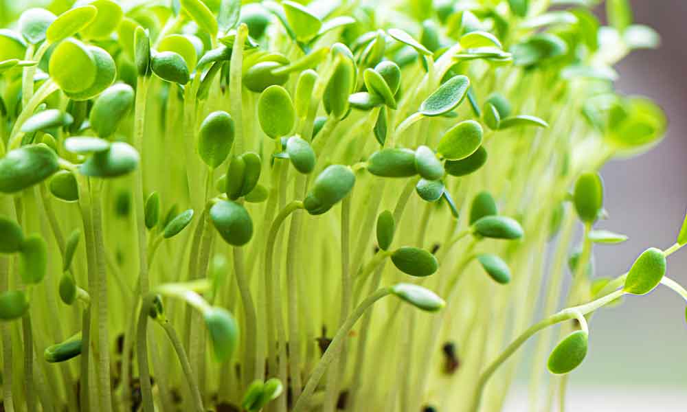 Which plant identifier app is best for identifying trees and shrubs ...